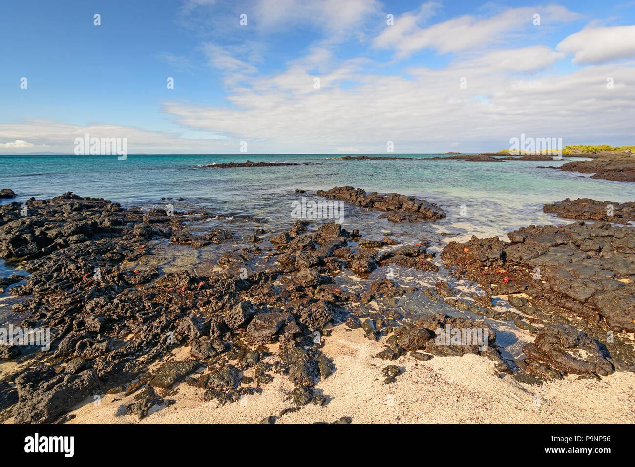 Sand and Lava on Santa Cruz Island in the Galapagos Stock Photo - Alamy