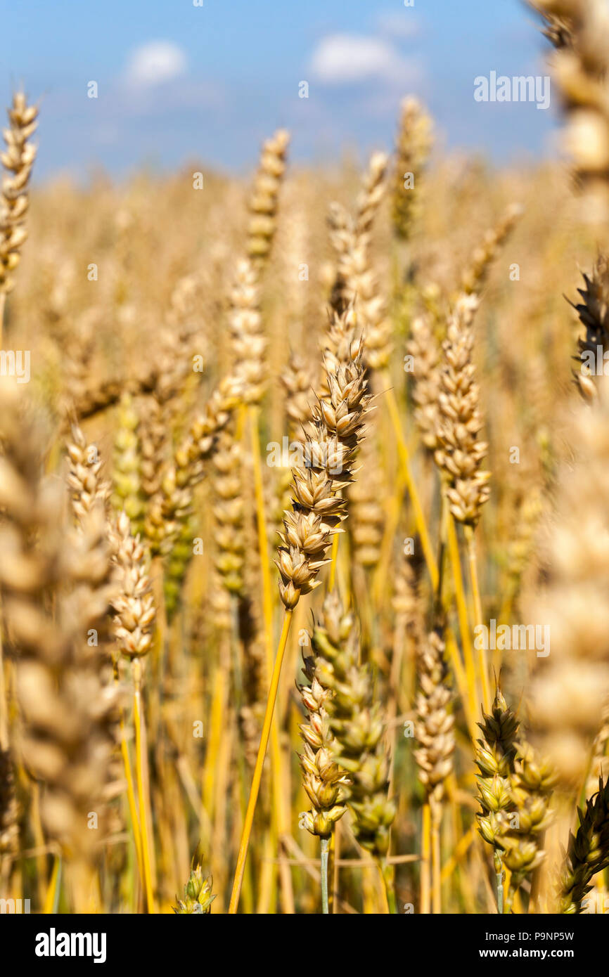 High yield crops hi-res stock photography and images - Alamy