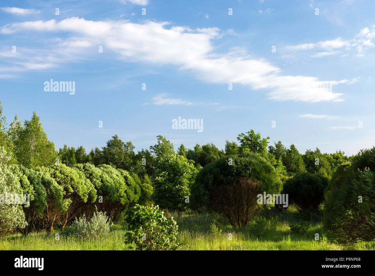 summer landscape with new deciduous trees of various species growing in ...