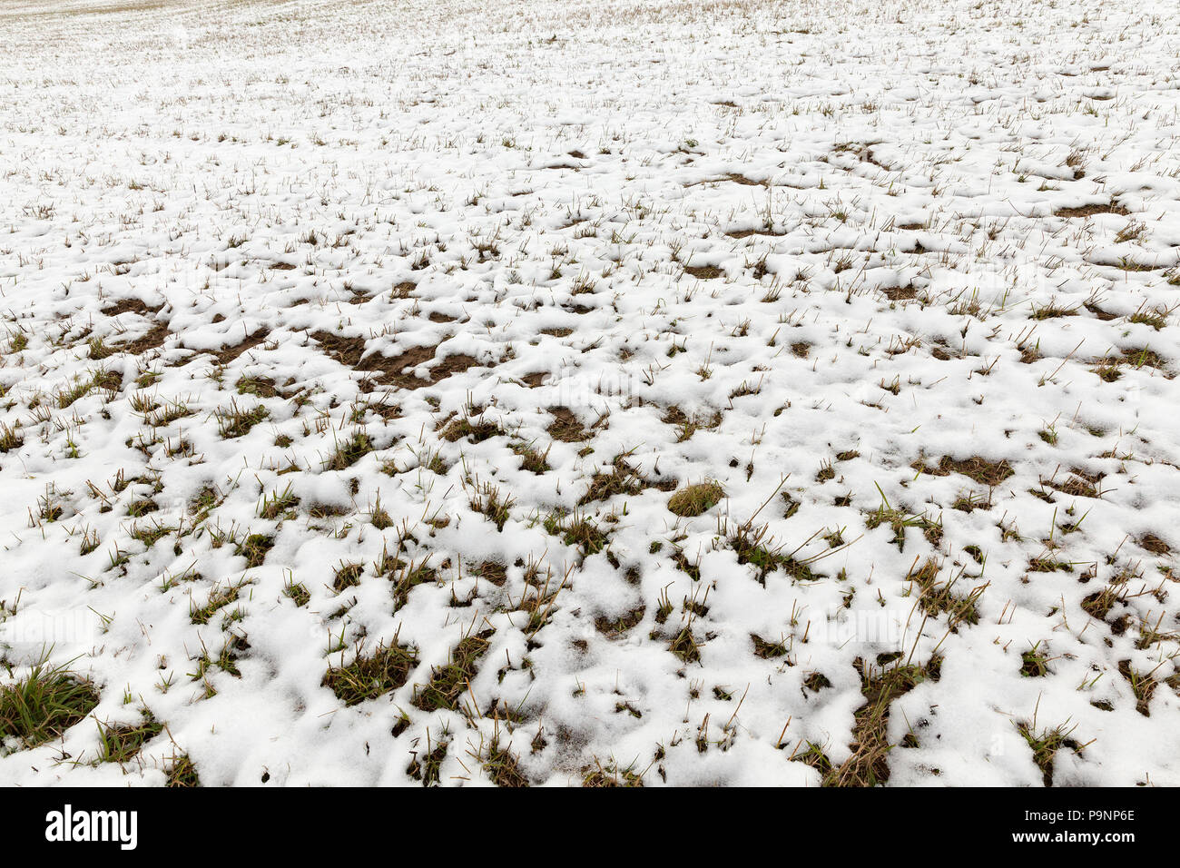 field with dark and withered grass, covered with snow, part of which ...