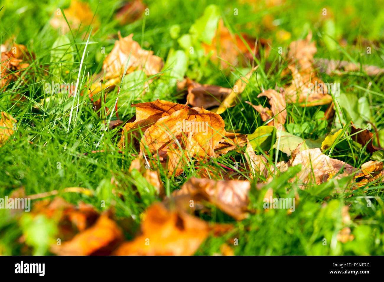 side view of green grass and autumn fallen leaves, close-upX Stock ...