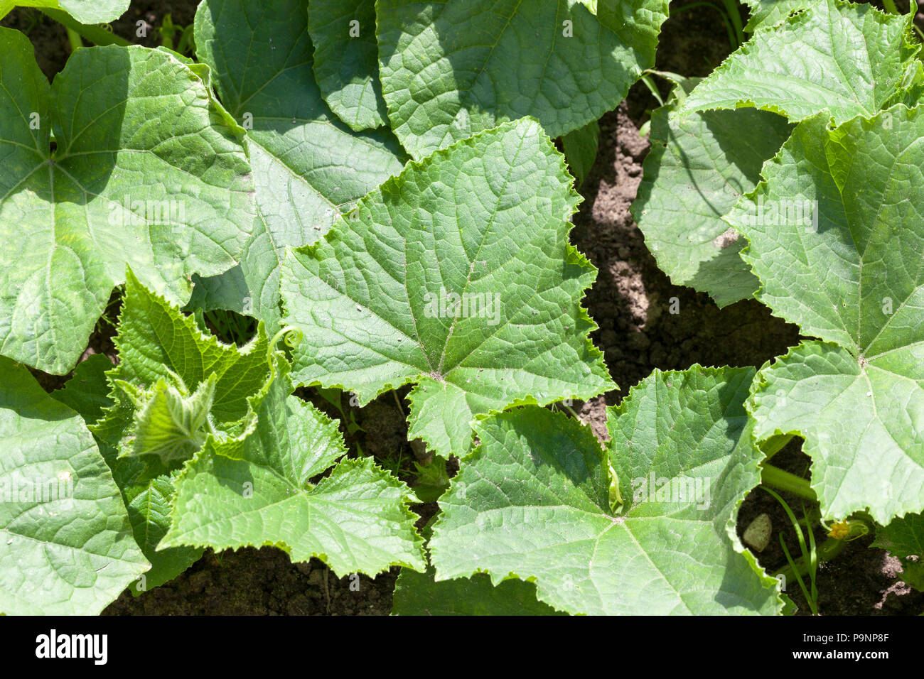 growing in the open ground green cucumbers, close-up in the spring ...