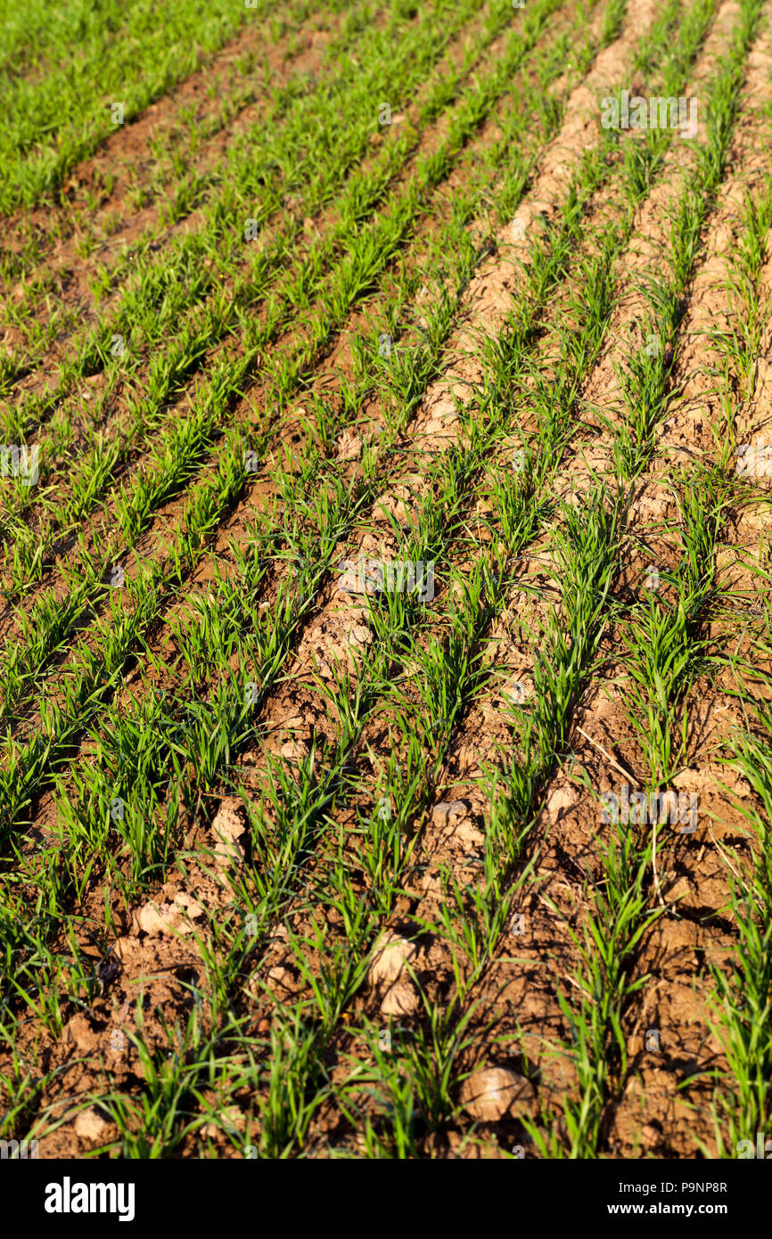 rows of wheat green in spring, close up photo Stock Photo - Alamy