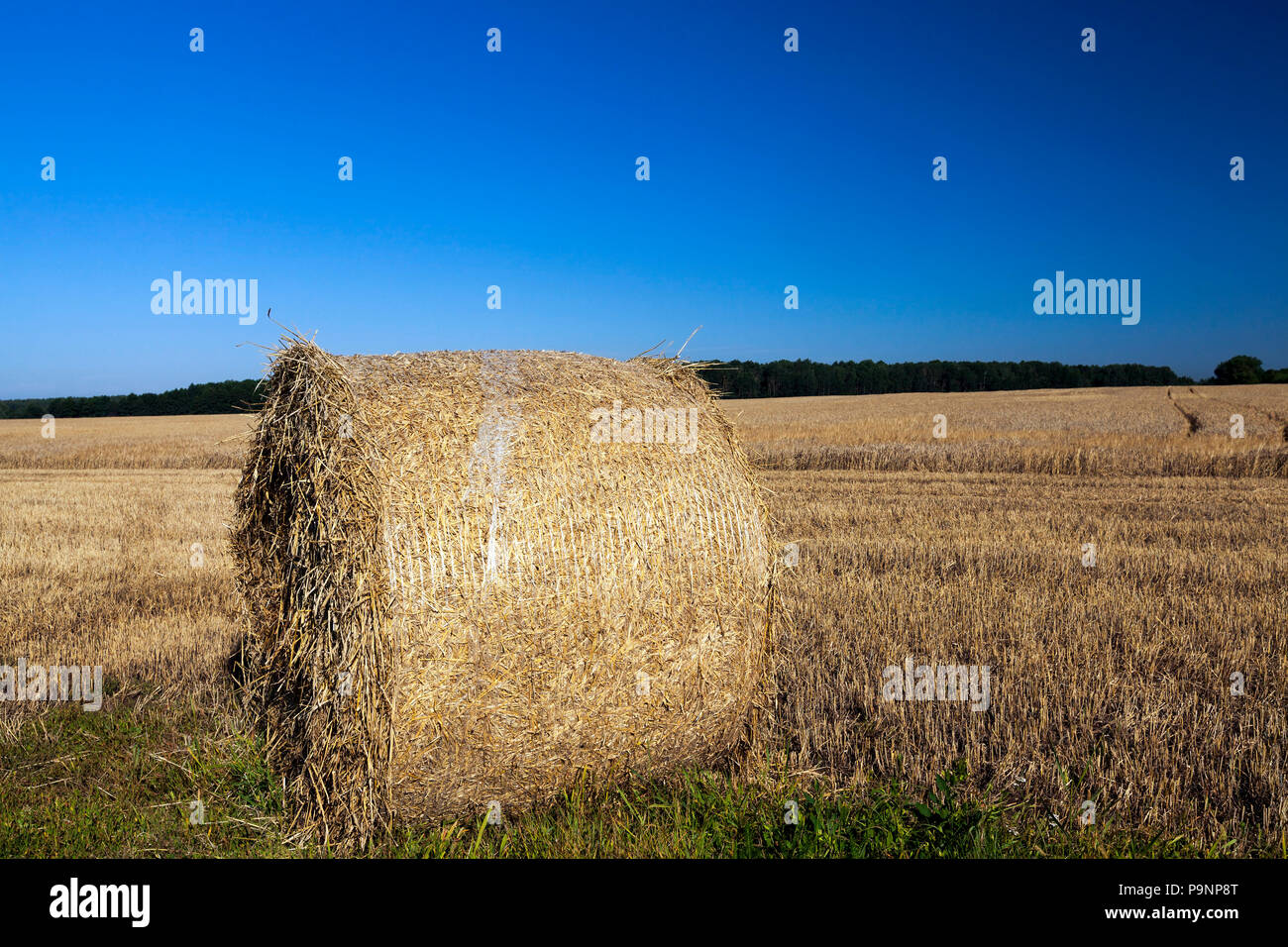 a brightly lit stack of collected straw in a field where wheat harvest ...