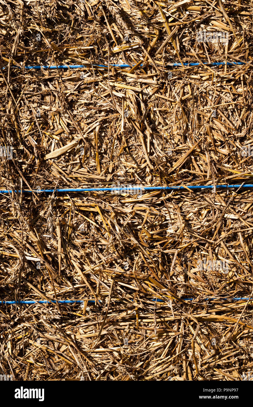 connected with a blue string of dry straw grass after harvest, close-up ...