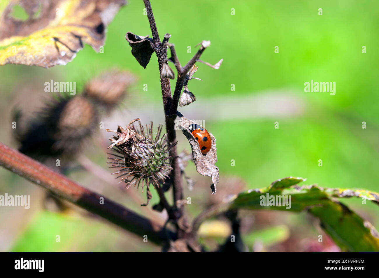 sitting on a drying thistle bush little red ladybug, close-up in the ...
