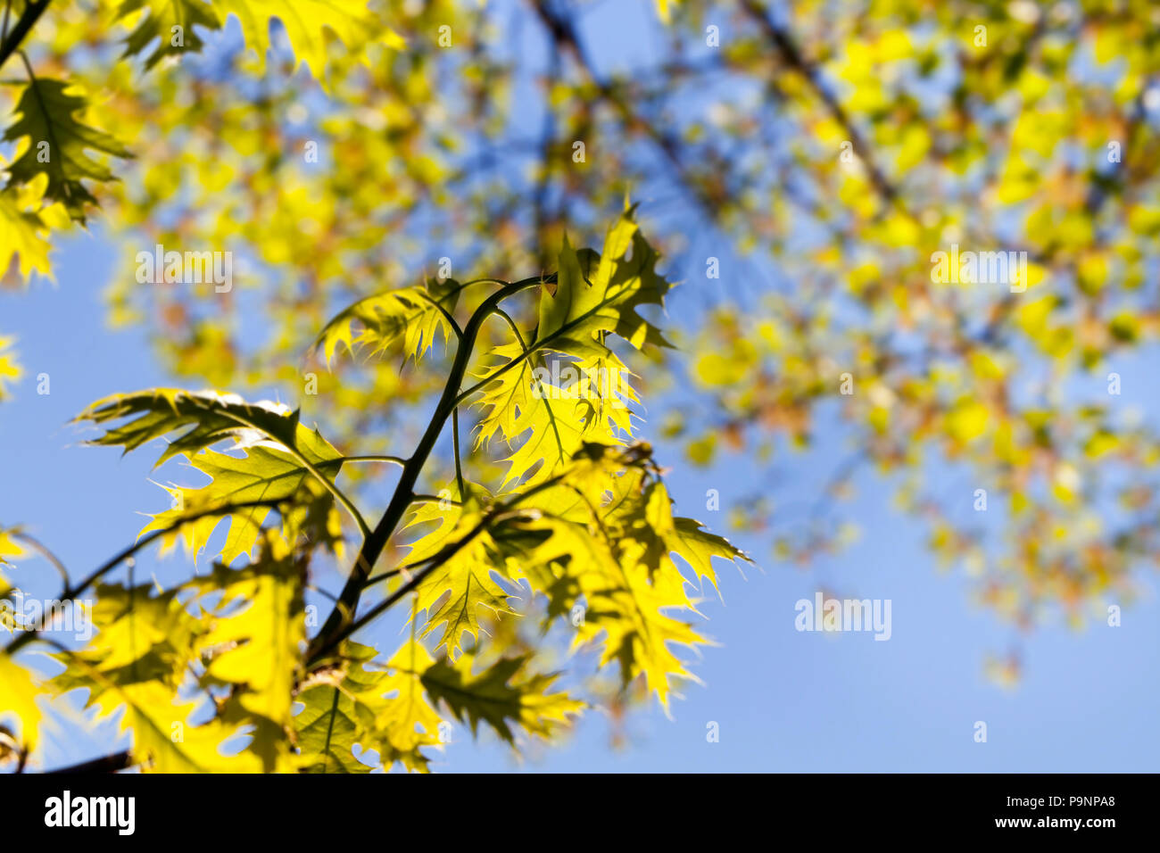 fresh oak leaves in sunny weather, close-up photo in spring Stock Photo ...