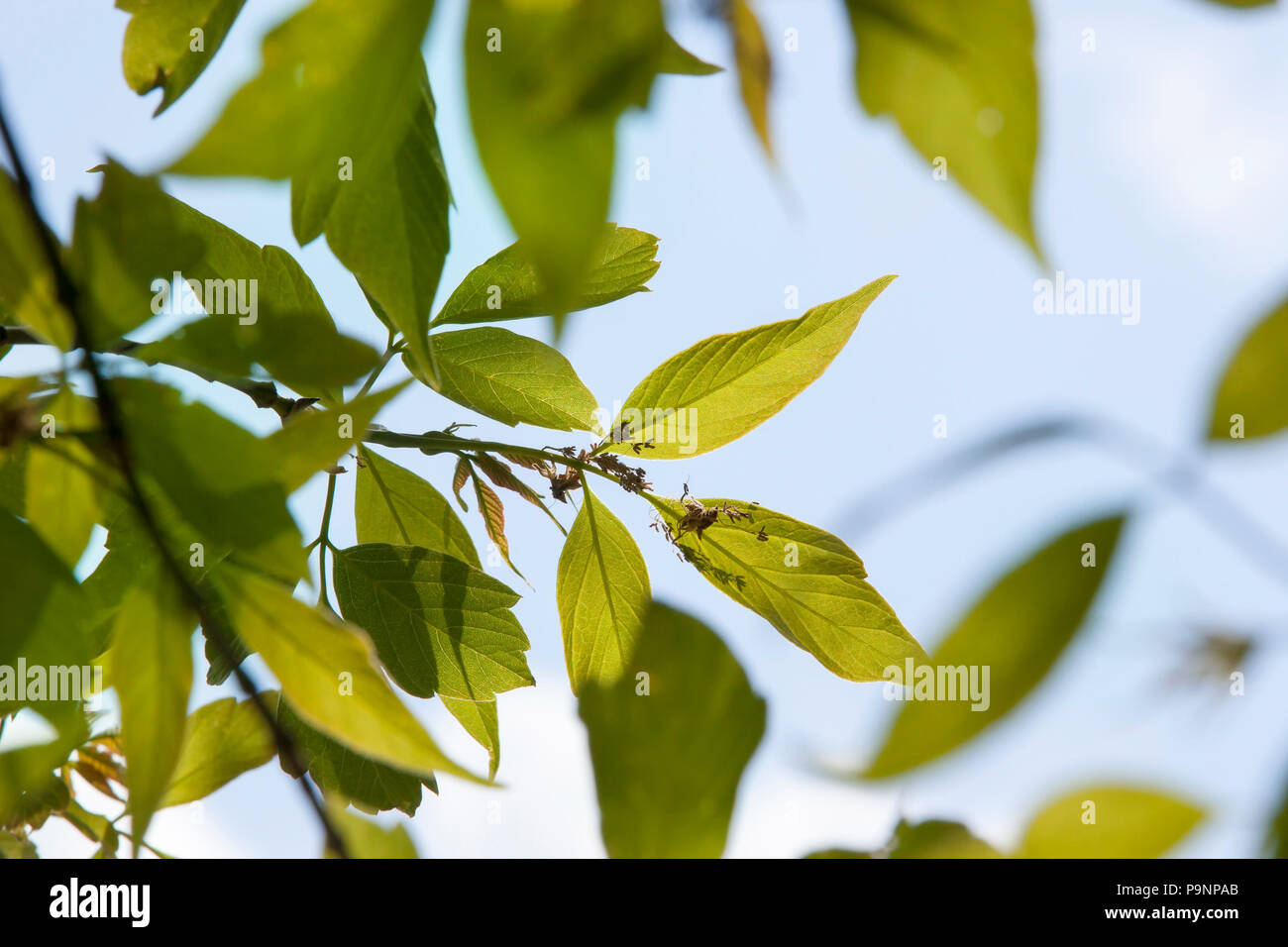 first flowering trees ash in spring, close-up, sunny time of day Stock ...
