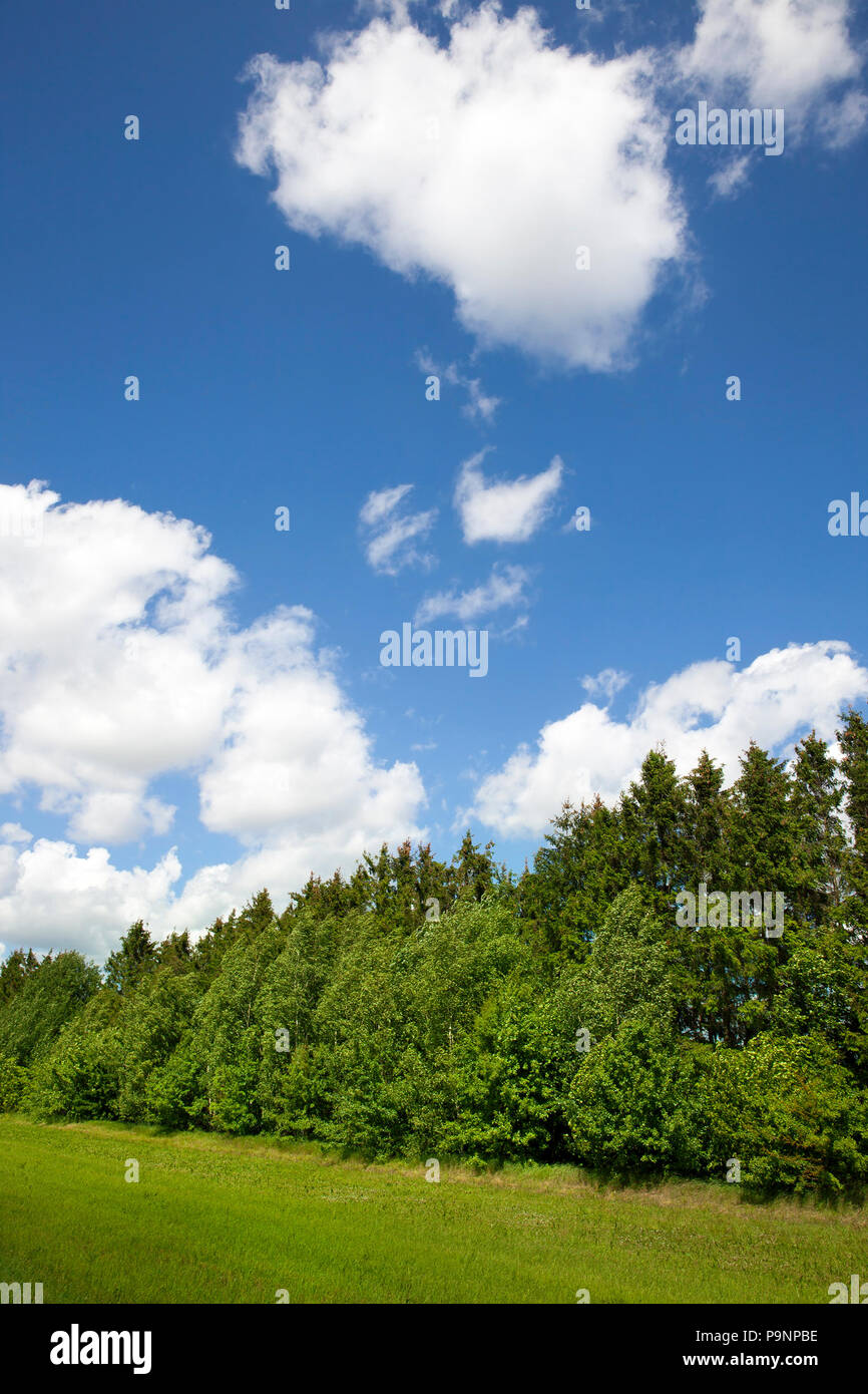 the edge of a mixed forest with high coniferous and low deciduous trees ...