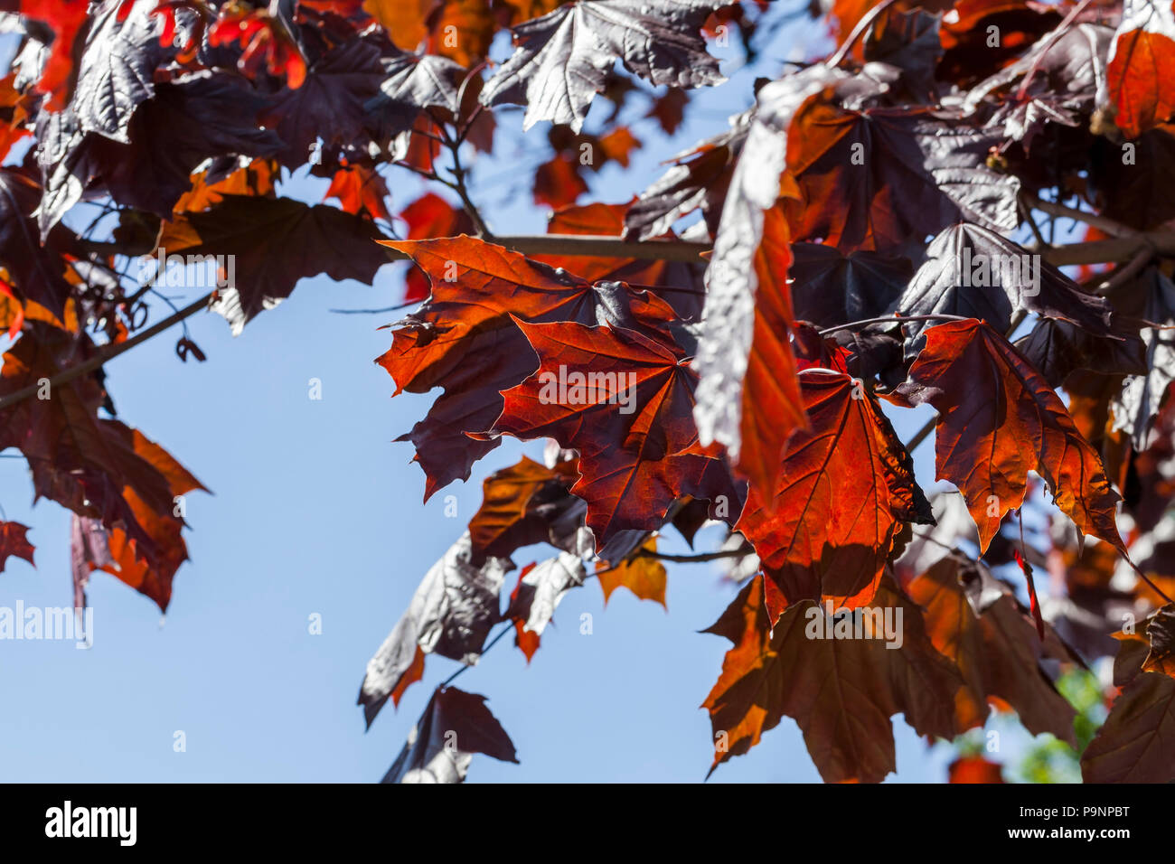 red leaves of maple in spring, close-up photos Stock Photo - Alamy