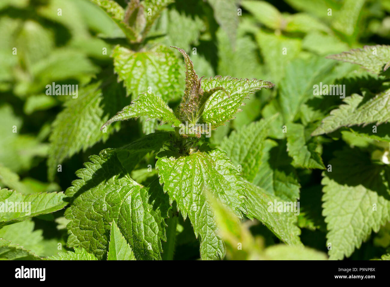 field overgrown with green stinging nettle, photo close-up of one of ...