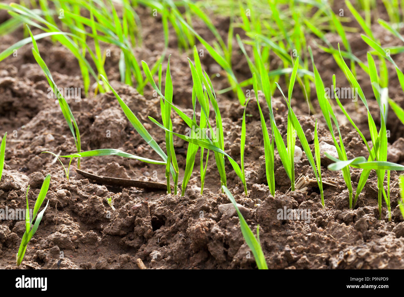 agriculture for the production of wheat, photo close-up from the ...