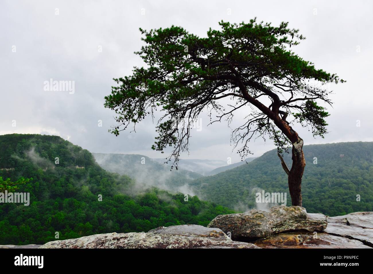 Tennessee tree hi-res stock photography and images - Alamy
