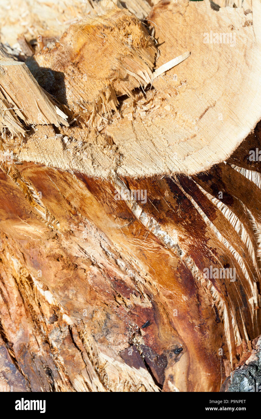 broken and cracked tree trunk after a storm, photo close-up is out of ...