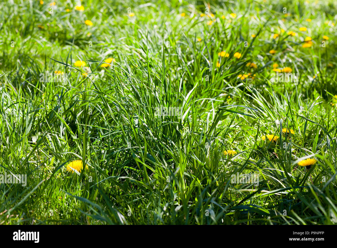 Shrubs of grass on a spring meadow, close-up photo Stock Photo - Alamy