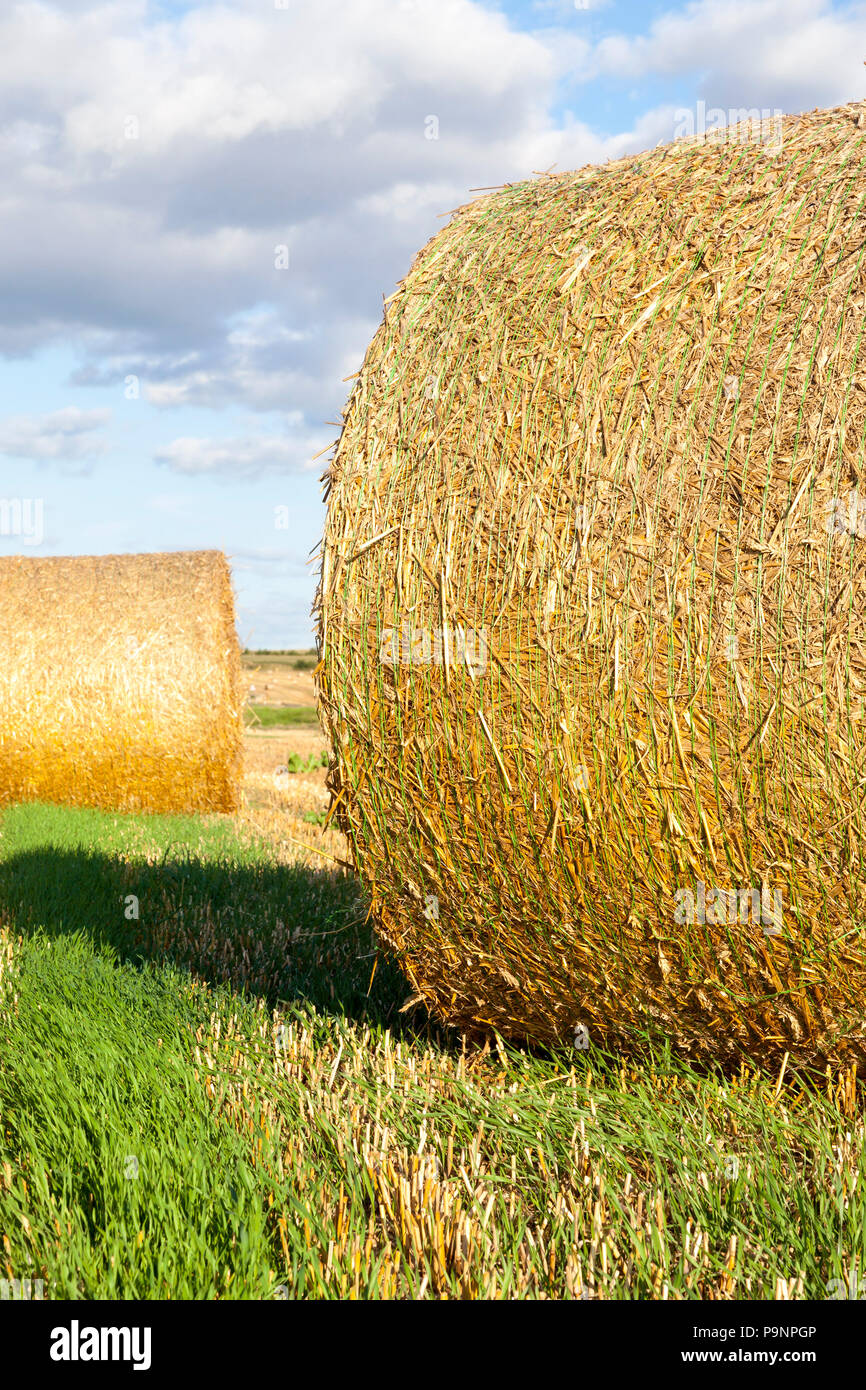 Straw stacks during harvest, left temporarily on the field, summer ...