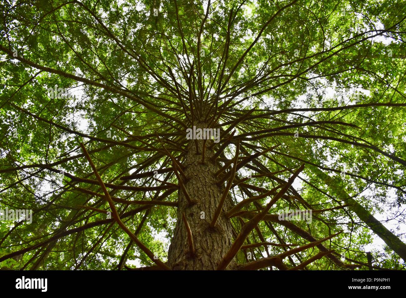 Tall tree branches hi-res stock photography and images - Alamy