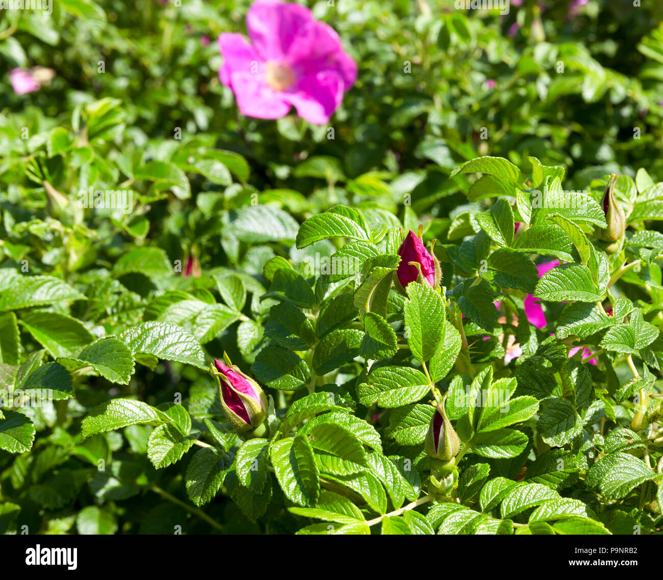 photo close-up of a bright red rose flower during flowering. Green ...