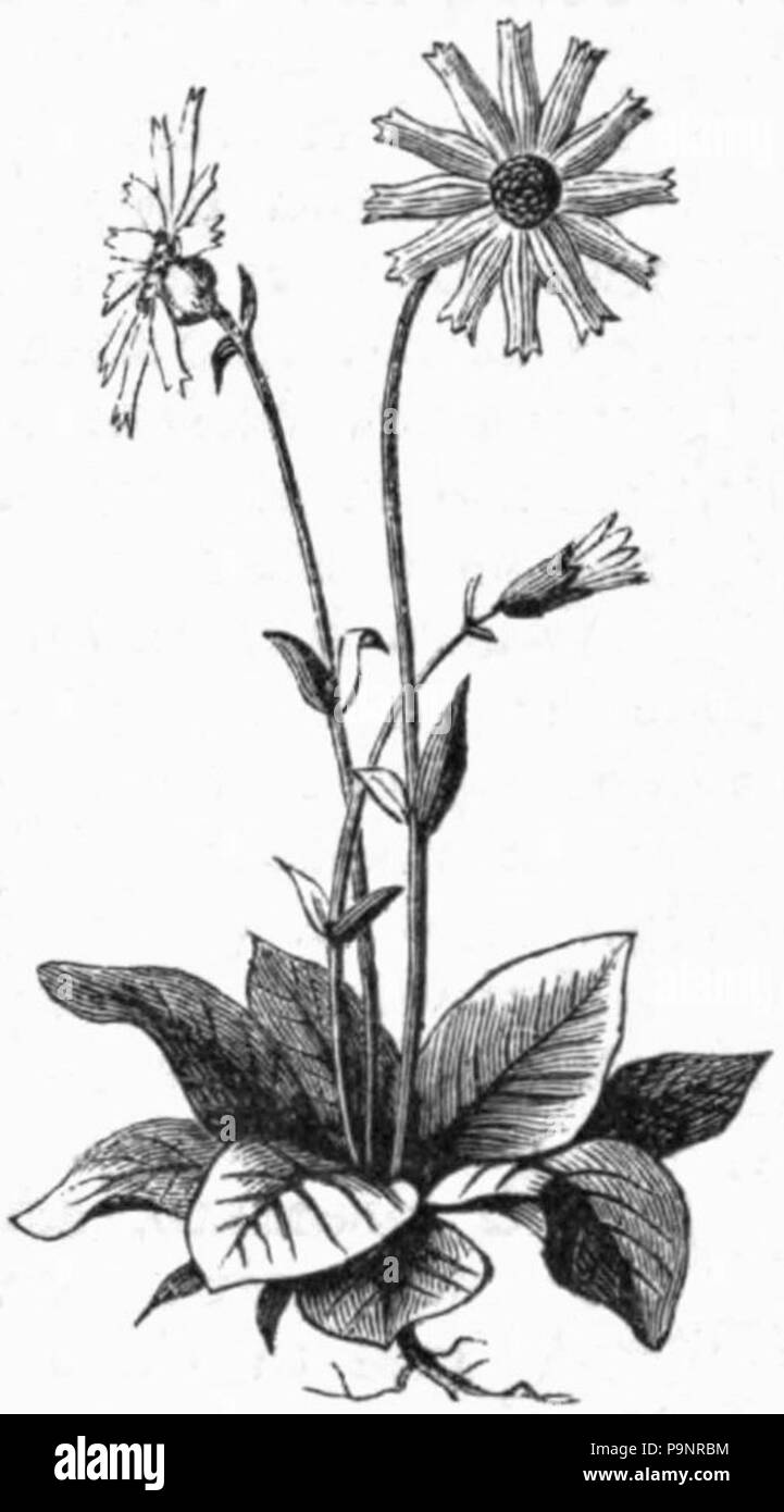 . Drawing of Arnica montana plant with root. published 1879 121 AmCyc ...