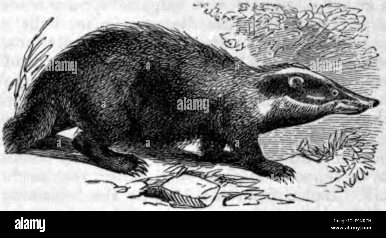 . Drawing of a European badger . published 1879 121 AmCyc Badger ...