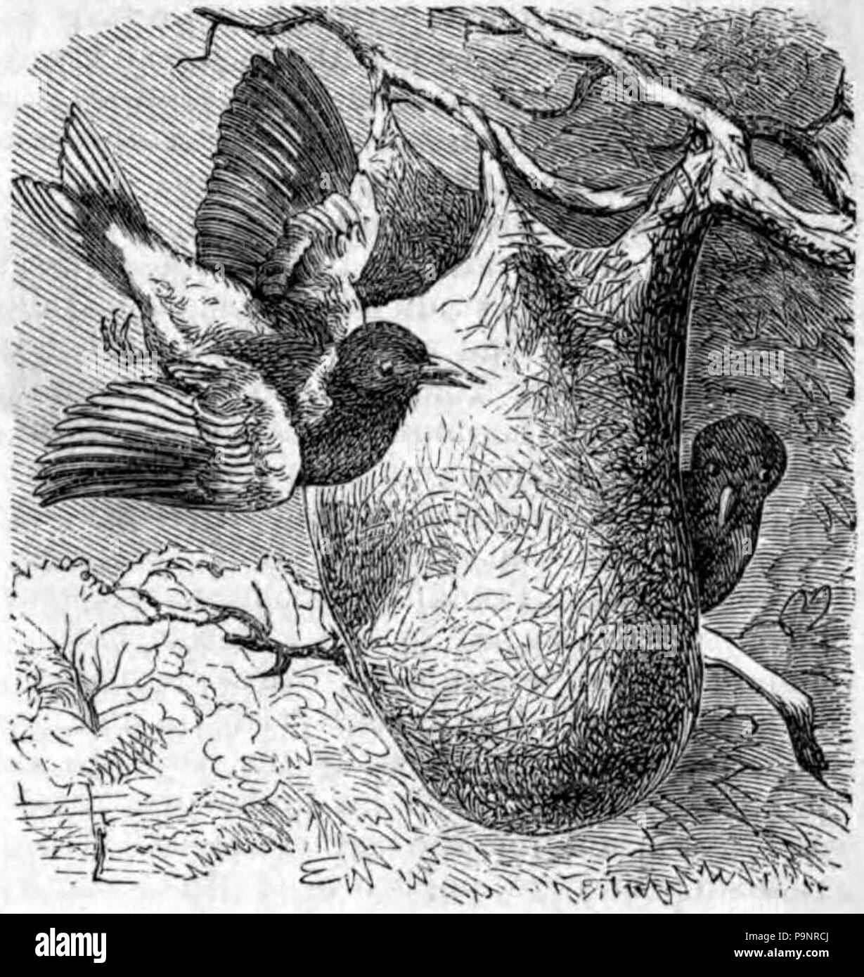 Baltimore classification hi-res stock photography and images - Alamy