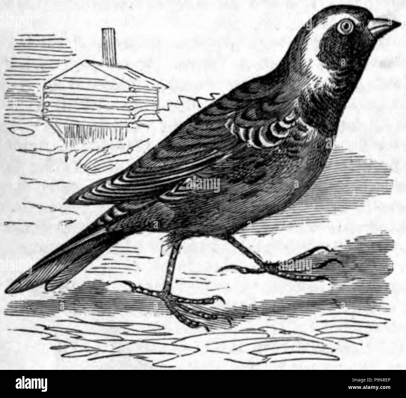 Lark bunting Black and White Stock Photos & Images - Alamy