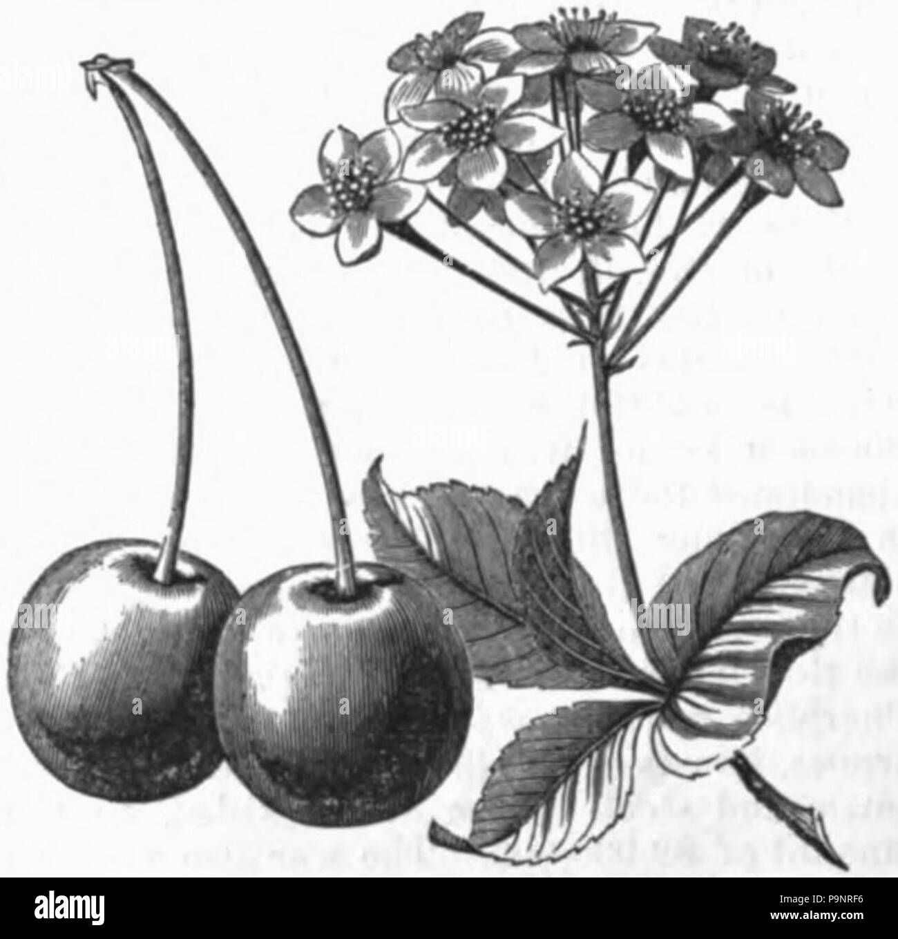 . English: Wood engraving of a common cherry (fruit, and branchlet with ...