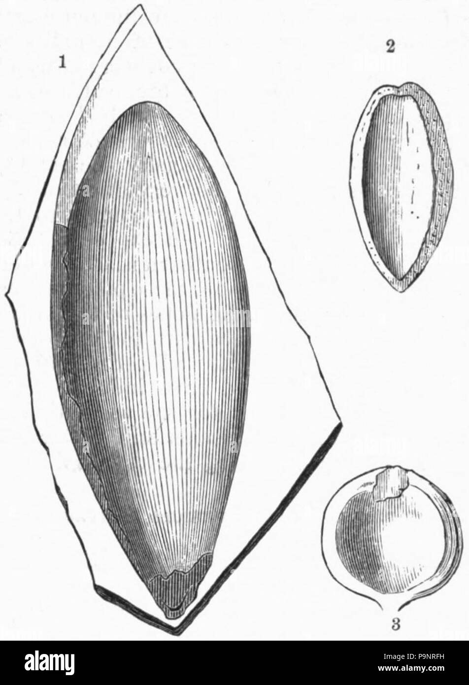 Trigonocarpus hi-res stock photography and images - Alamy