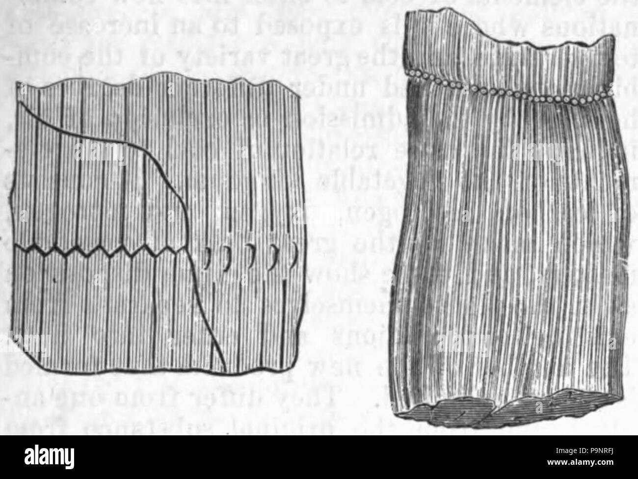 Calamites hi-res stock photography and images - Alamy