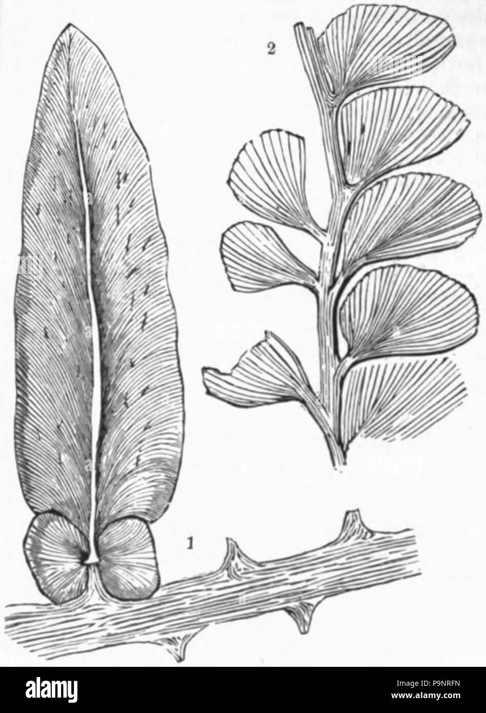 Neuropteris hi-res stock photography and images - Alamy