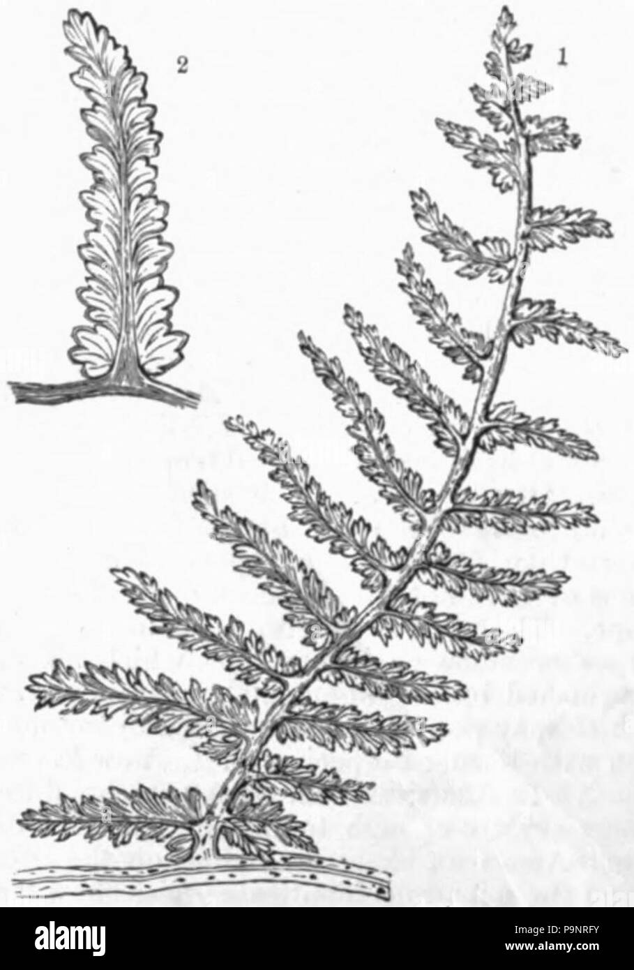 Fossil plant species Black and White Stock Photos & Images - Alamy