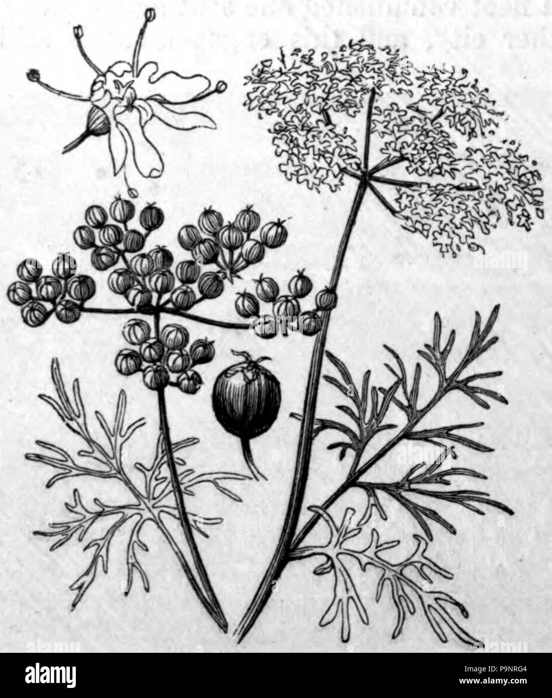 Coriander plant Black and White Stock Photos & Images - Alamy