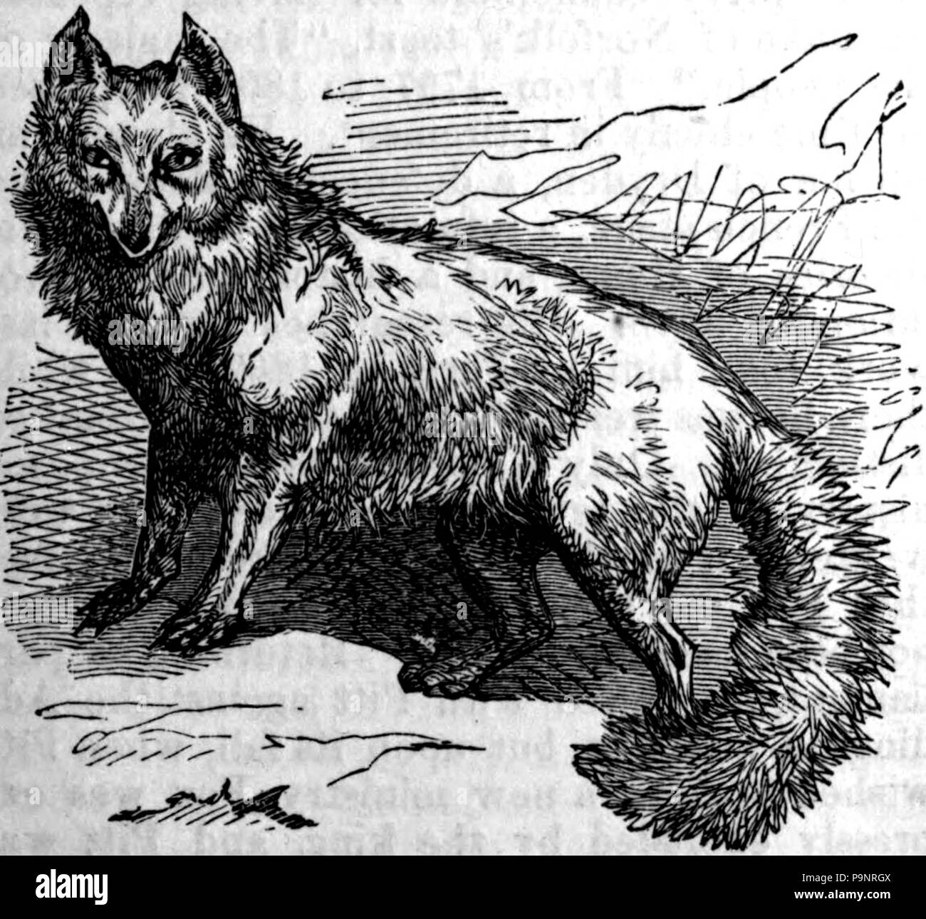 Arctic fox Black and White Stock Photos & Images - Alamy