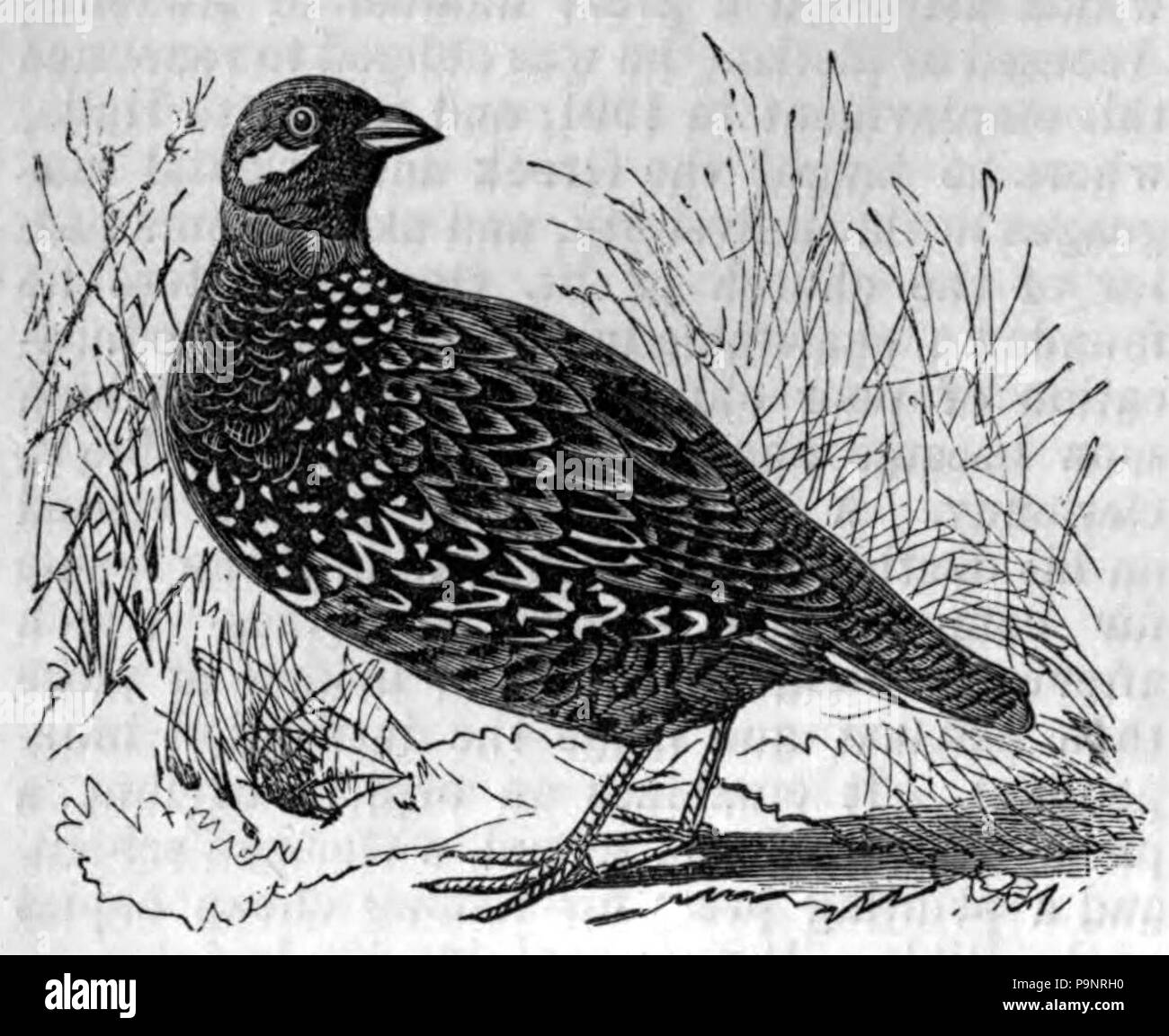 . Drawing of a francolin (old classification: Francolinus vulgaris; new ...