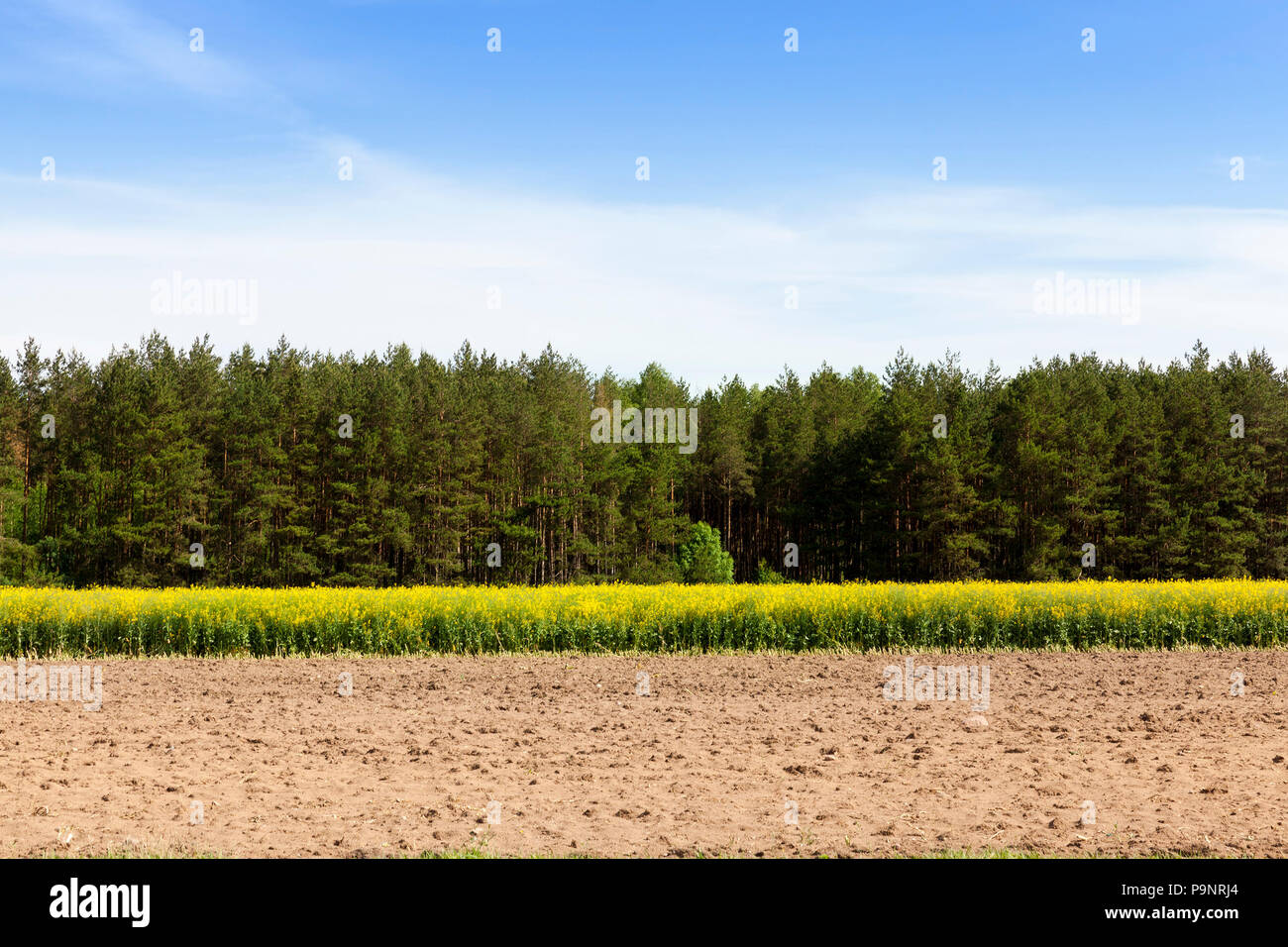 growing on the border with the forest blooming rape, spring landscape ...