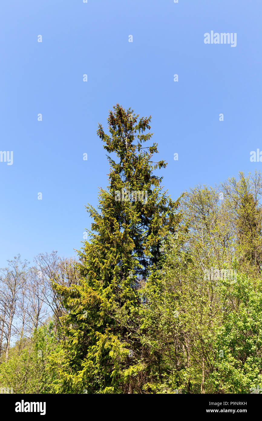 Spruce in spring Stock Photo - Alamy