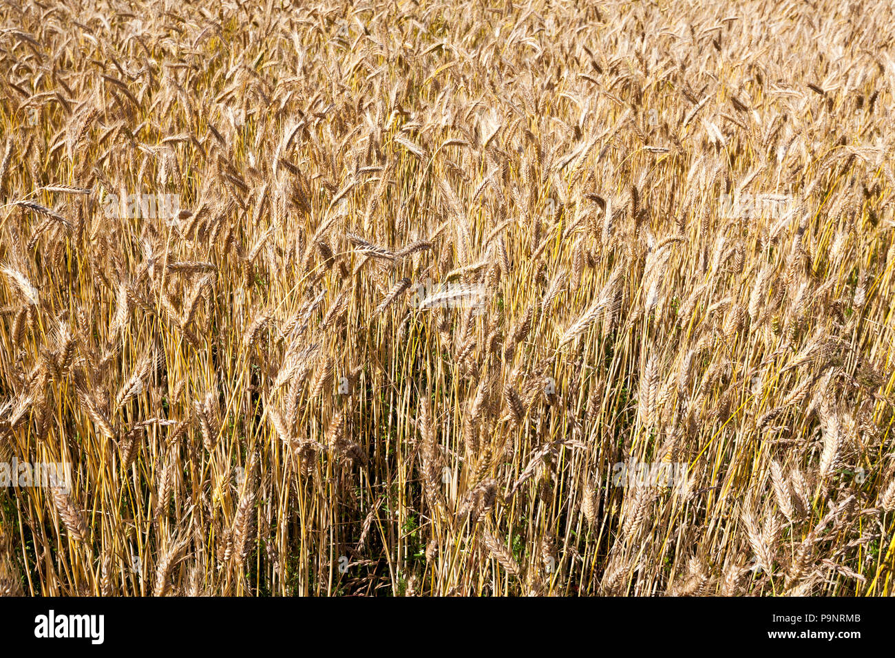 Rye stems hi-res stock photography and images - Alamy