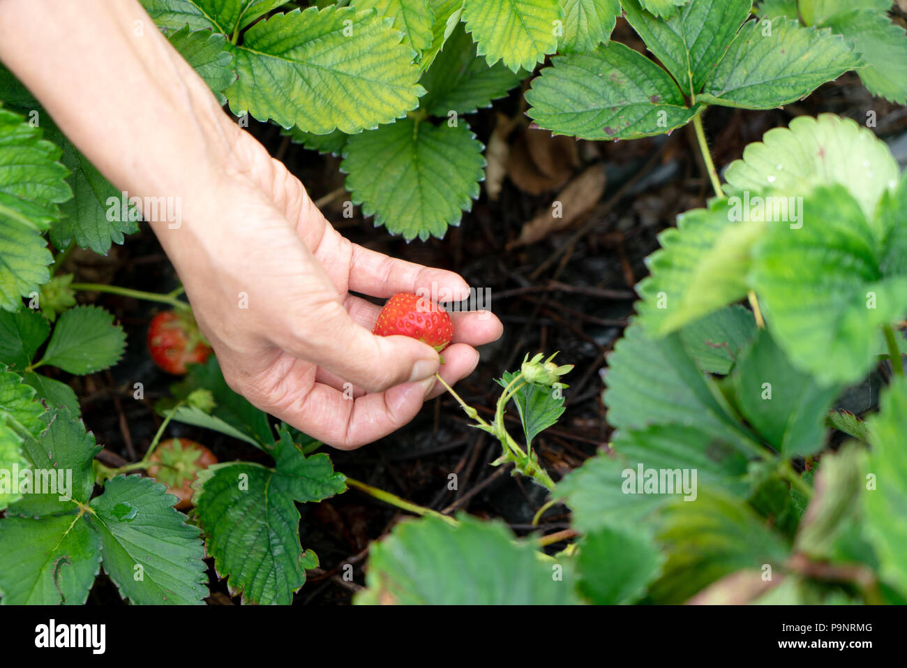 Human hand picking a strawberry Stock Photo - Alamy