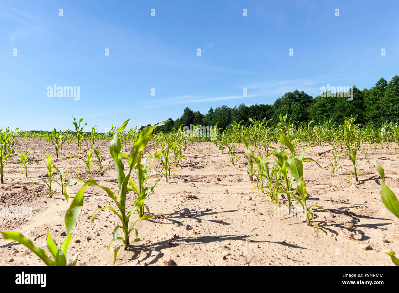 row of corn Stock Photo - Alamy