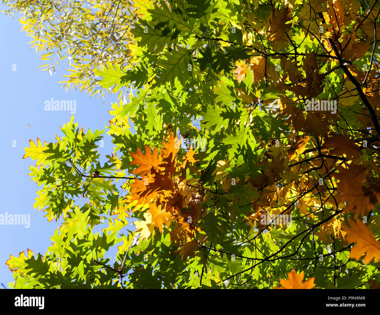 Closeup yellow green oak tree hi-res stock photography and images - Alamy