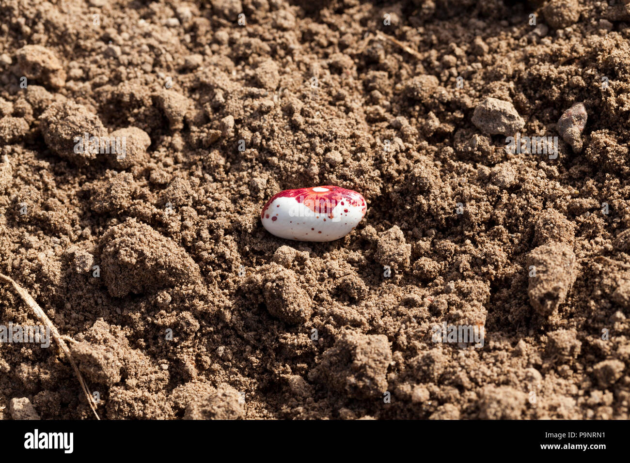 One bean hi-res stock photography and images - Alamy