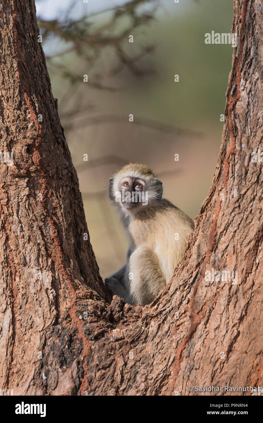 Oh God Help Me !!!! A Cute Vervet Monkey Expressions Stock Photo - Alamy