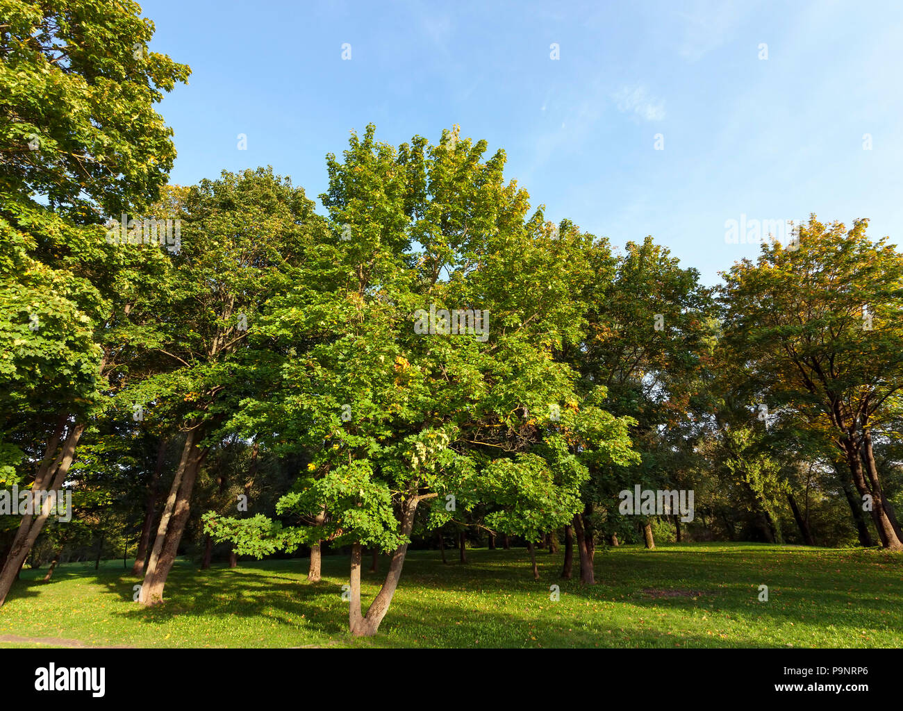 City park open space trees grass lawn hi-res stock photography and ...