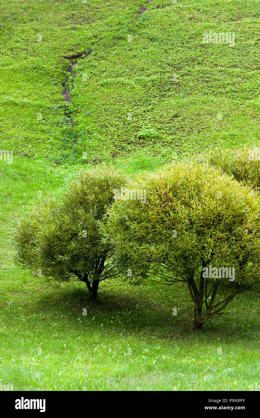 trees and grass Stock Photo - Alamy