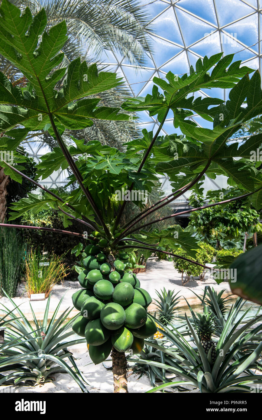 Green macadamia nut cluster fruiting on a tree. Growing experimentally ...
