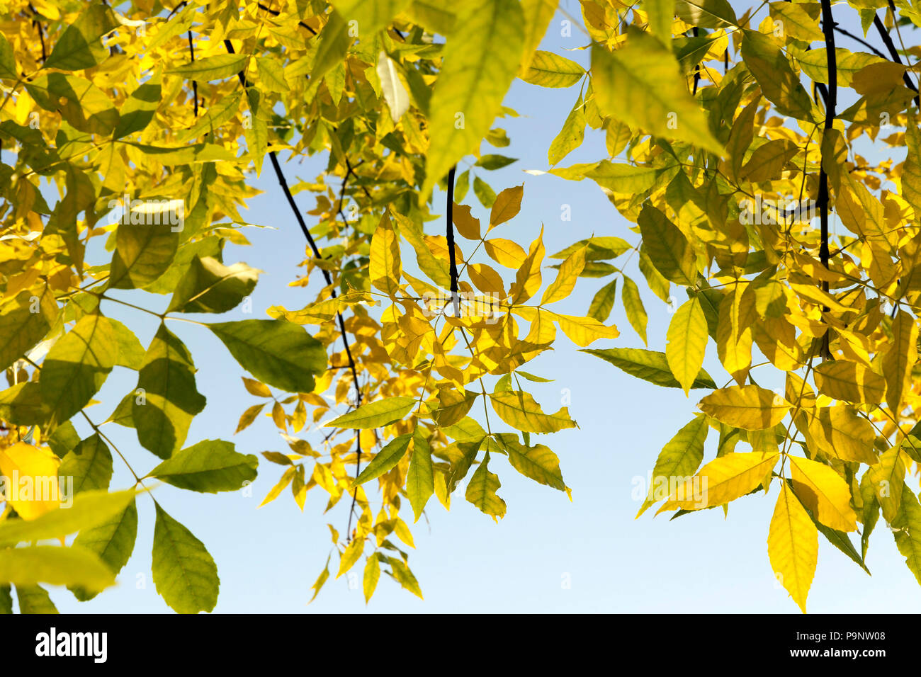 autumn trees top Stock Photo - Alamy