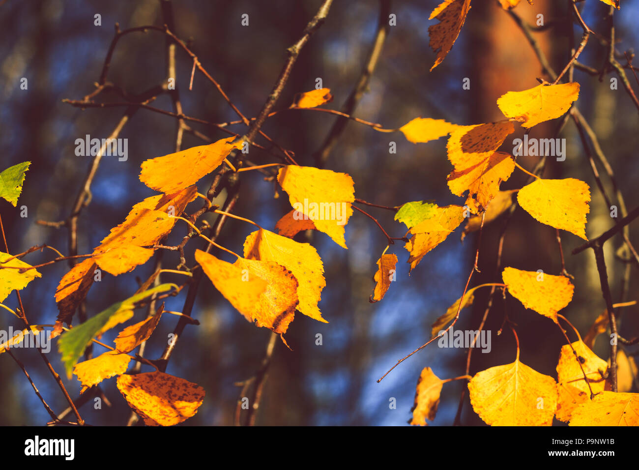 The pattern of yellow foliage on a birch. Autumn nature background ...