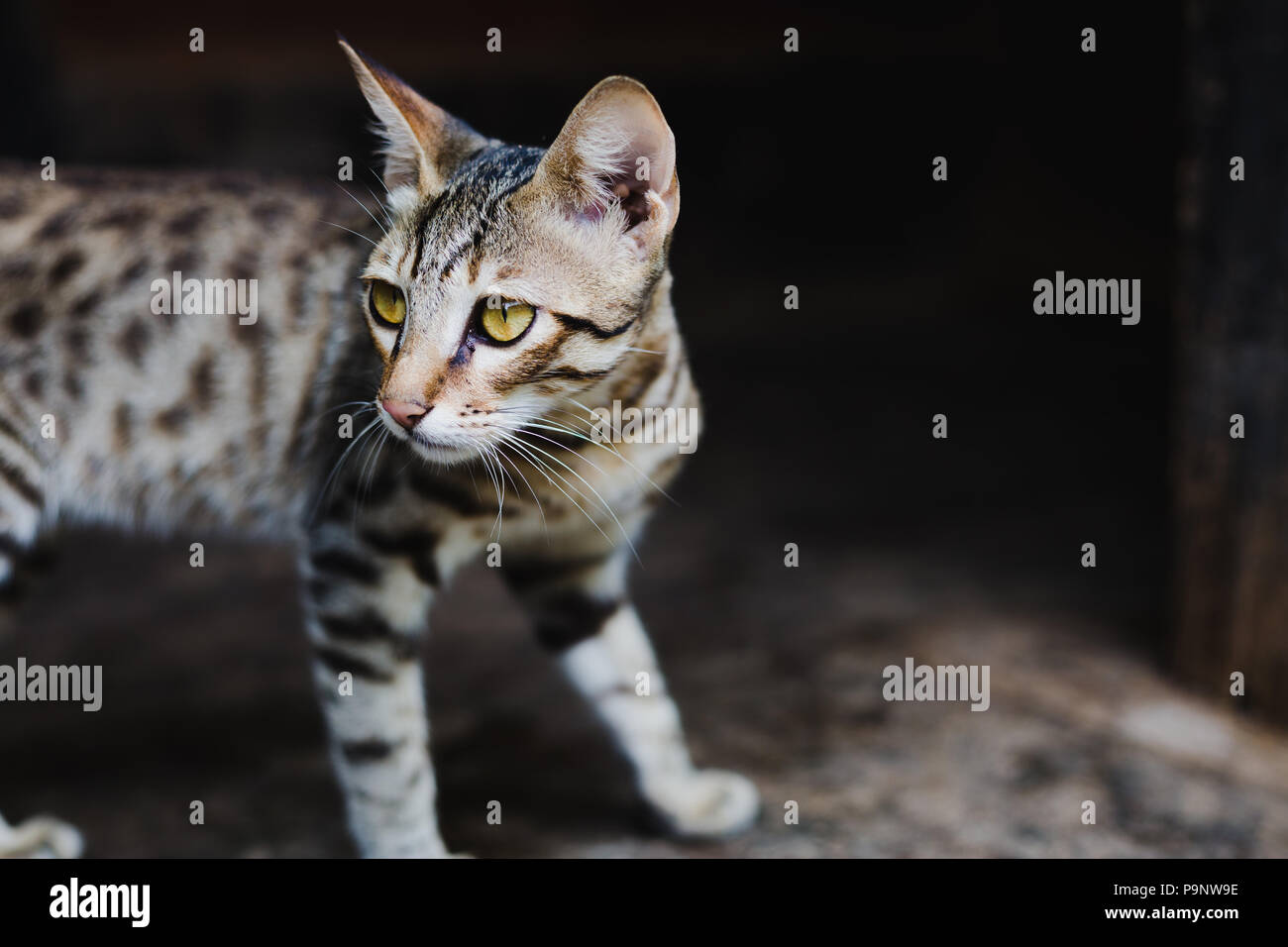 Cute Nepali little grey kitten playing at home in Gorkha Nepal.Himalaya ...