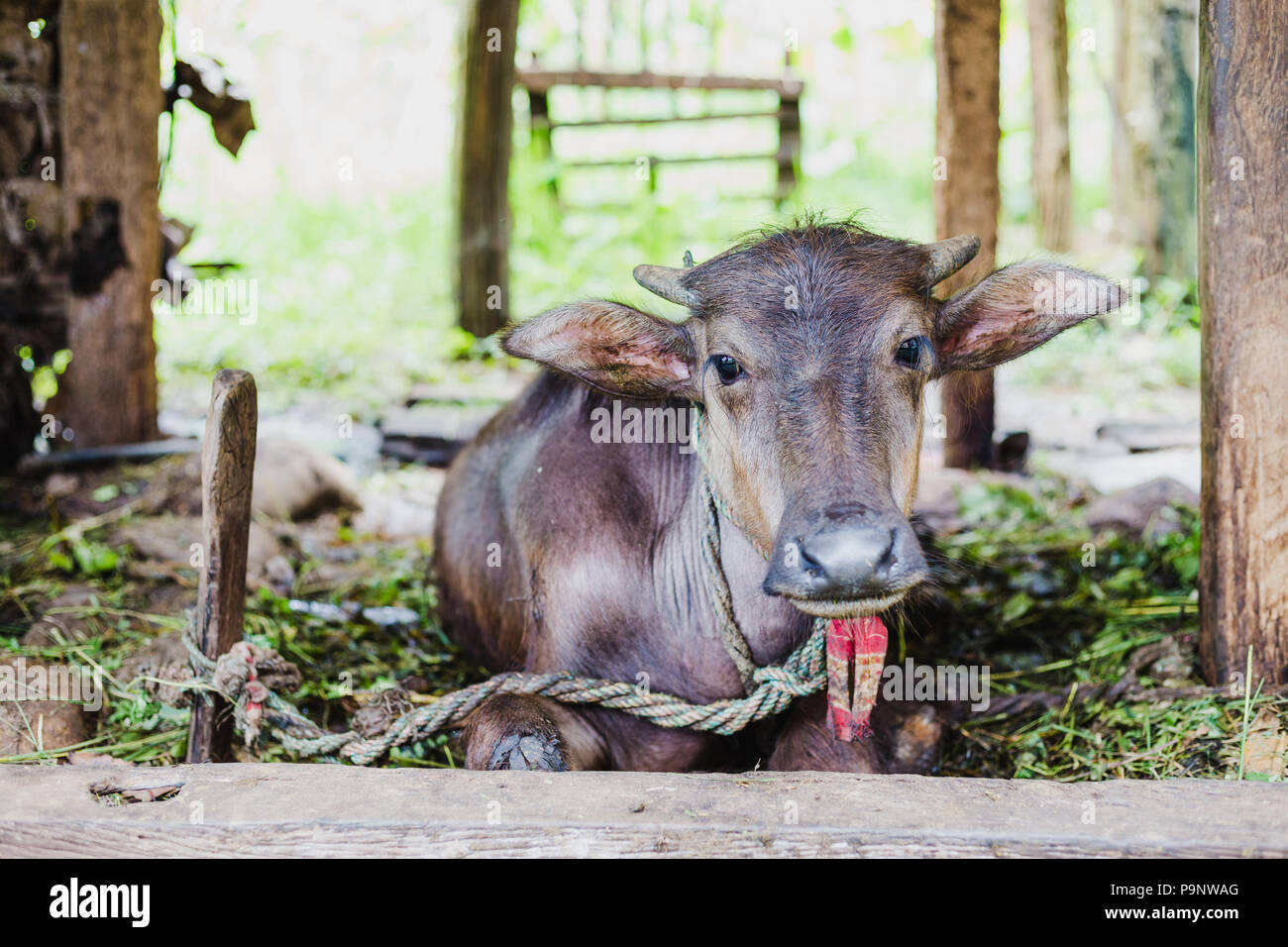 Cute domestic asian buffalo at buffalo shed in rural village of Gorkha ...