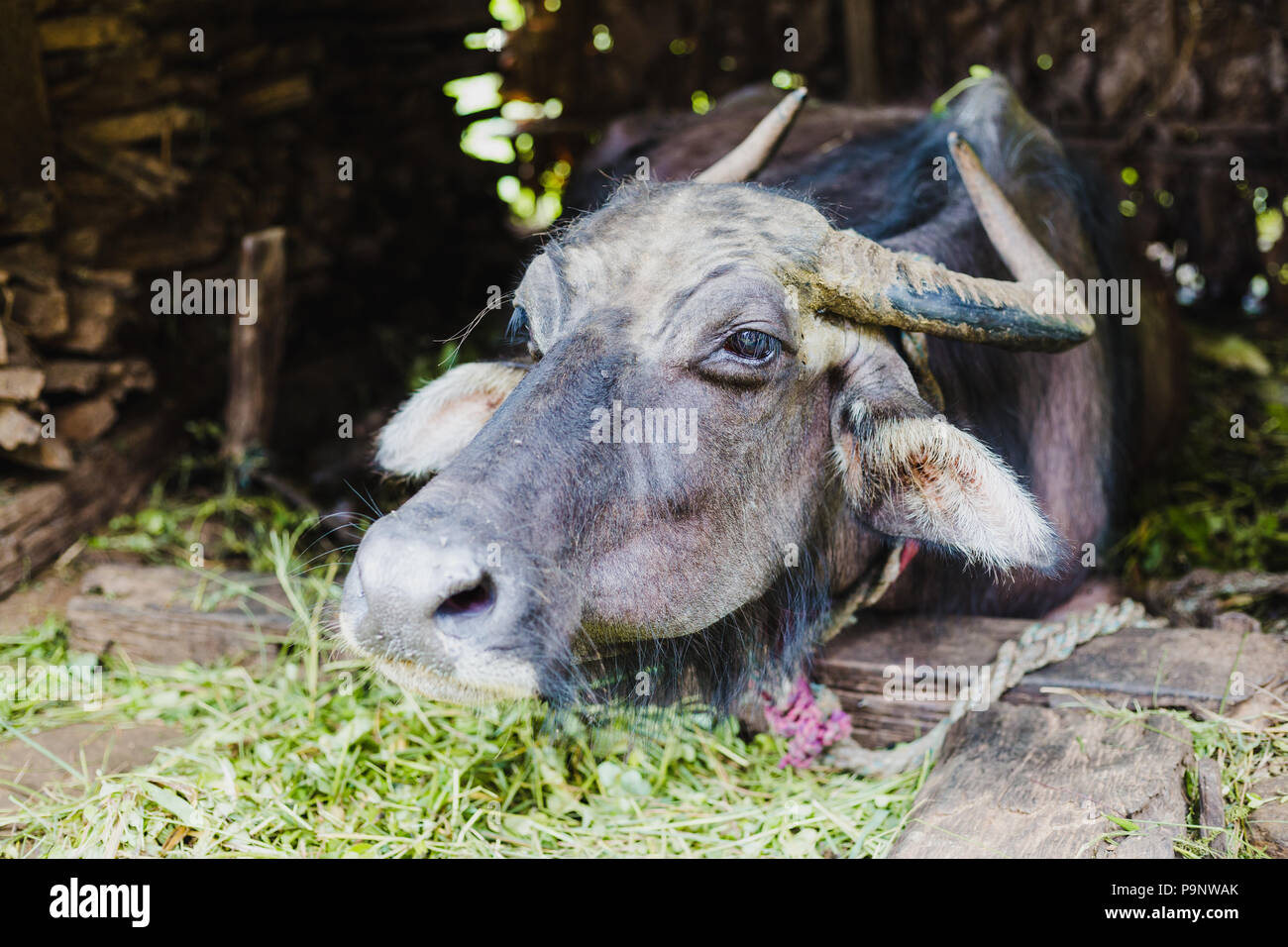 Cow shed nepal hi-res stock photography and images - Alamy